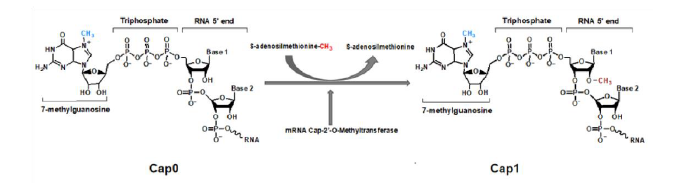 61970-02-3 mRNA Cap-2'-O-Methyltransferase - Watson International Ltd