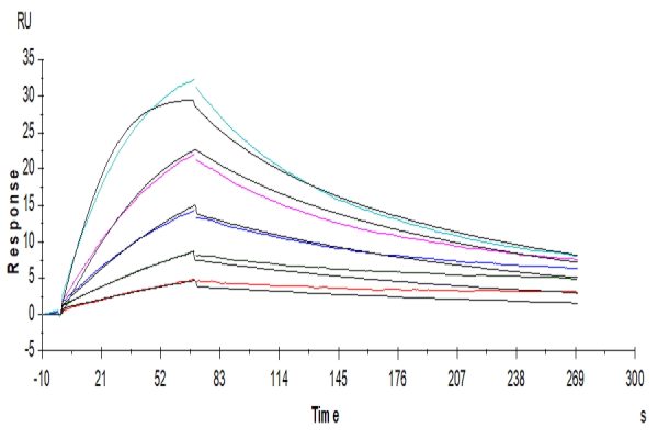 Human GM-CSF Protein, Accession: P04141 Watson International Limited