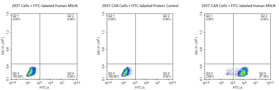 FITC-Labeled Human MSLN/Mesothelin Protein, Accession: Q13421 Watson ...