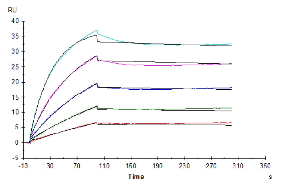 Human FGF21 Protein, Accession: Q9NSA1 Watson International Limited