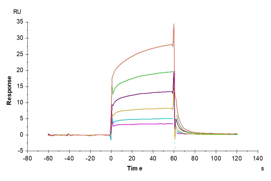Biotinylated Mouse PD-L1/B7-H1 Protein (Primary Amine Labeling ...