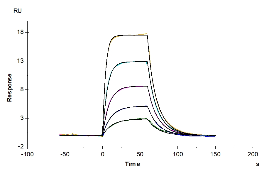 Mouse uPAR/PLAUR isoform 1 Protein, Accession: P35456 Watson ...