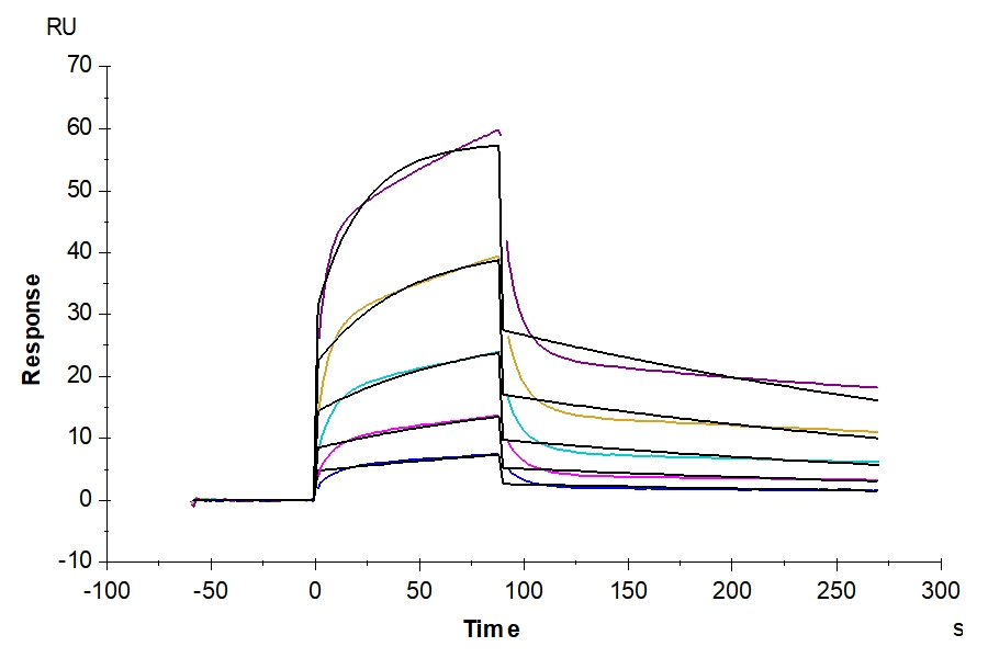 Human Nectin-1/PVRL1/CD111 Protein, Accession: Q15223 Watson ...