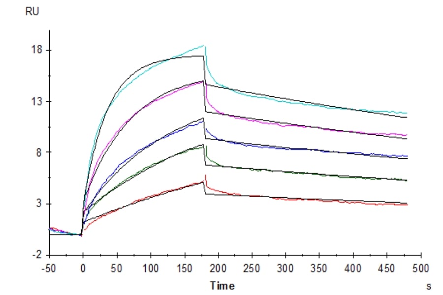 Biotinylated Human GPRC5D Protein-VLP, Accession: Q9NZD1 Watson ...