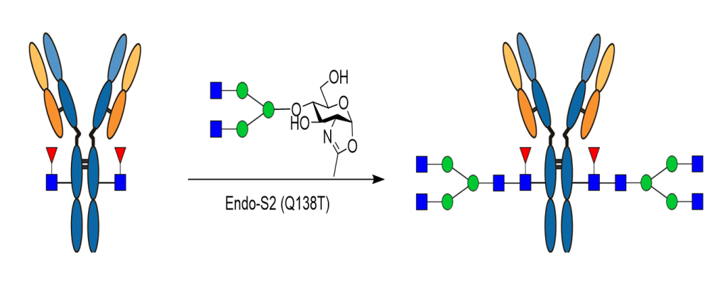 Endo-Beta-N-acetylglucosaminidase mutant;Endo S2 (T138Q) CAS 32-1-962 ...