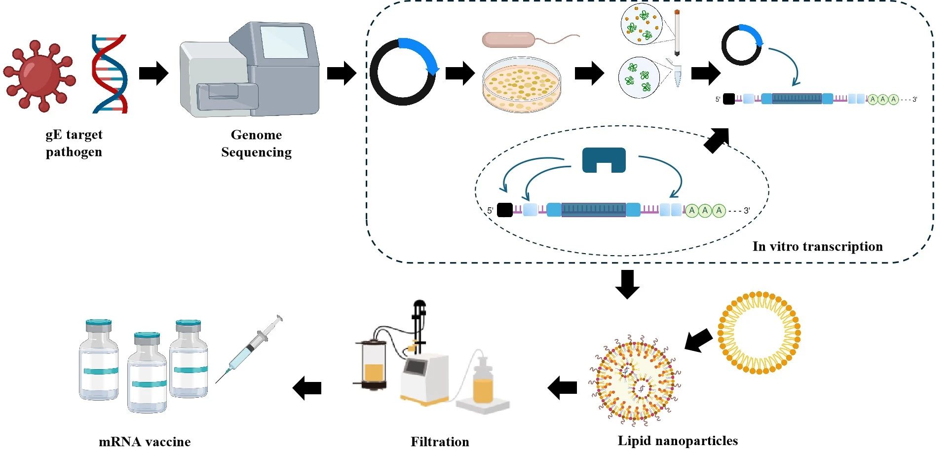 Watson's Novel CAP Attracts Global Attention in the mRNA Industry