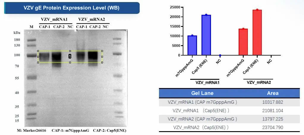 HEK293T-cell-transfection-test-for-target-protein-expression-level ...