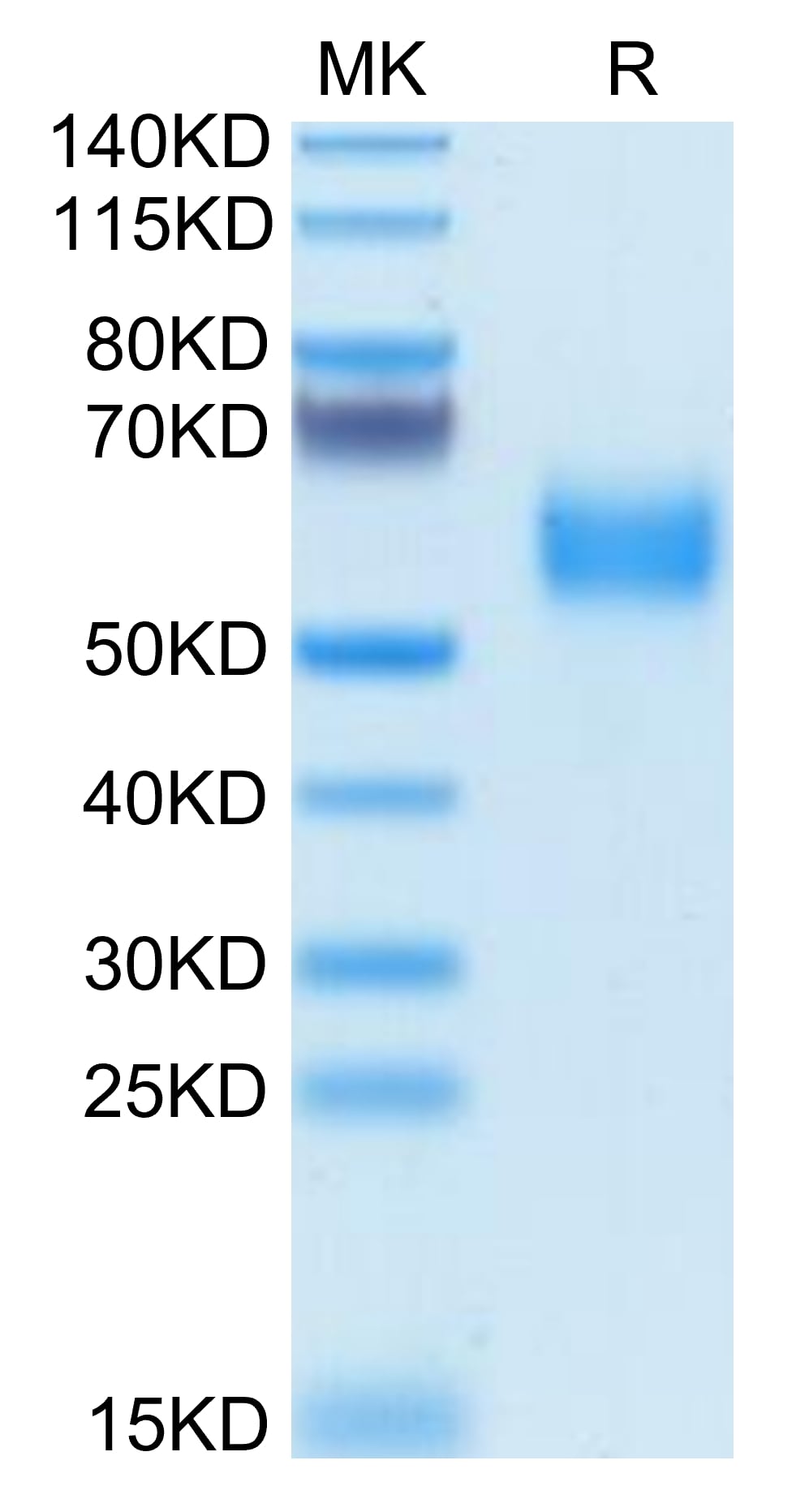 Biotinylated Human SIRP alpha V2/CD172a Protein, Accession: AAH26692 ...