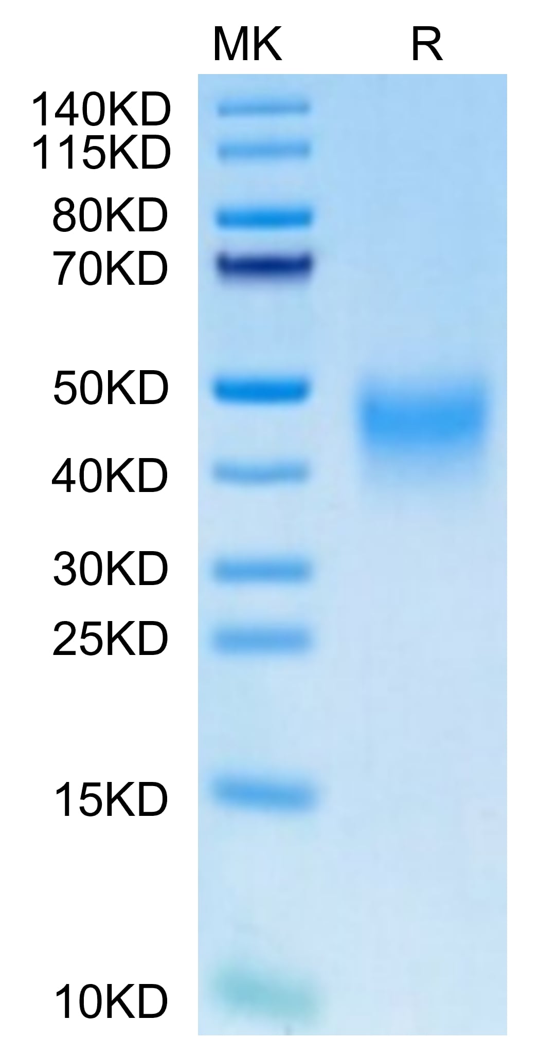 Human PD-1/PDCD1 Protein, Accession: Q15116 Watson International Limited