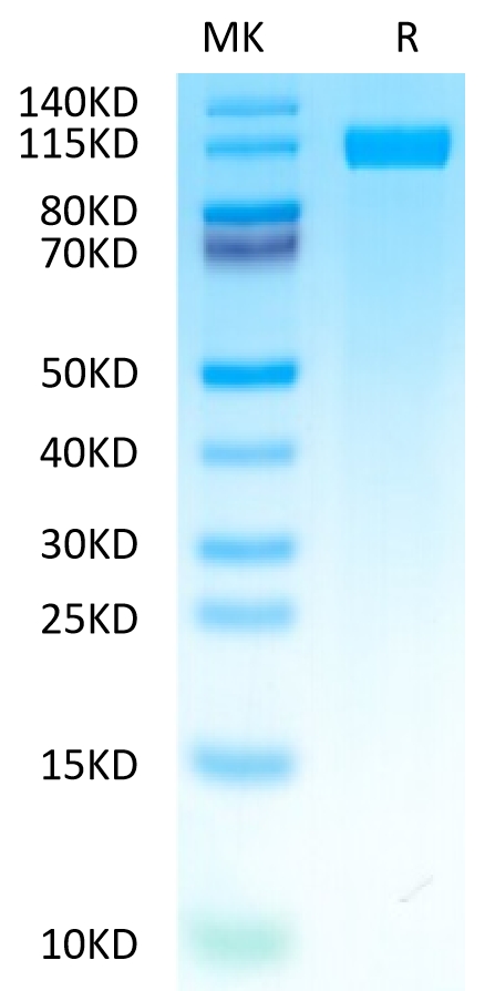 Human CD117 Protein, Accession: P10721 Watson International Limited