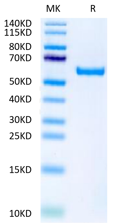 Biotinylated Human APRIL/TNFSF13 Trimer Protein (Primary Amine Labeling ...